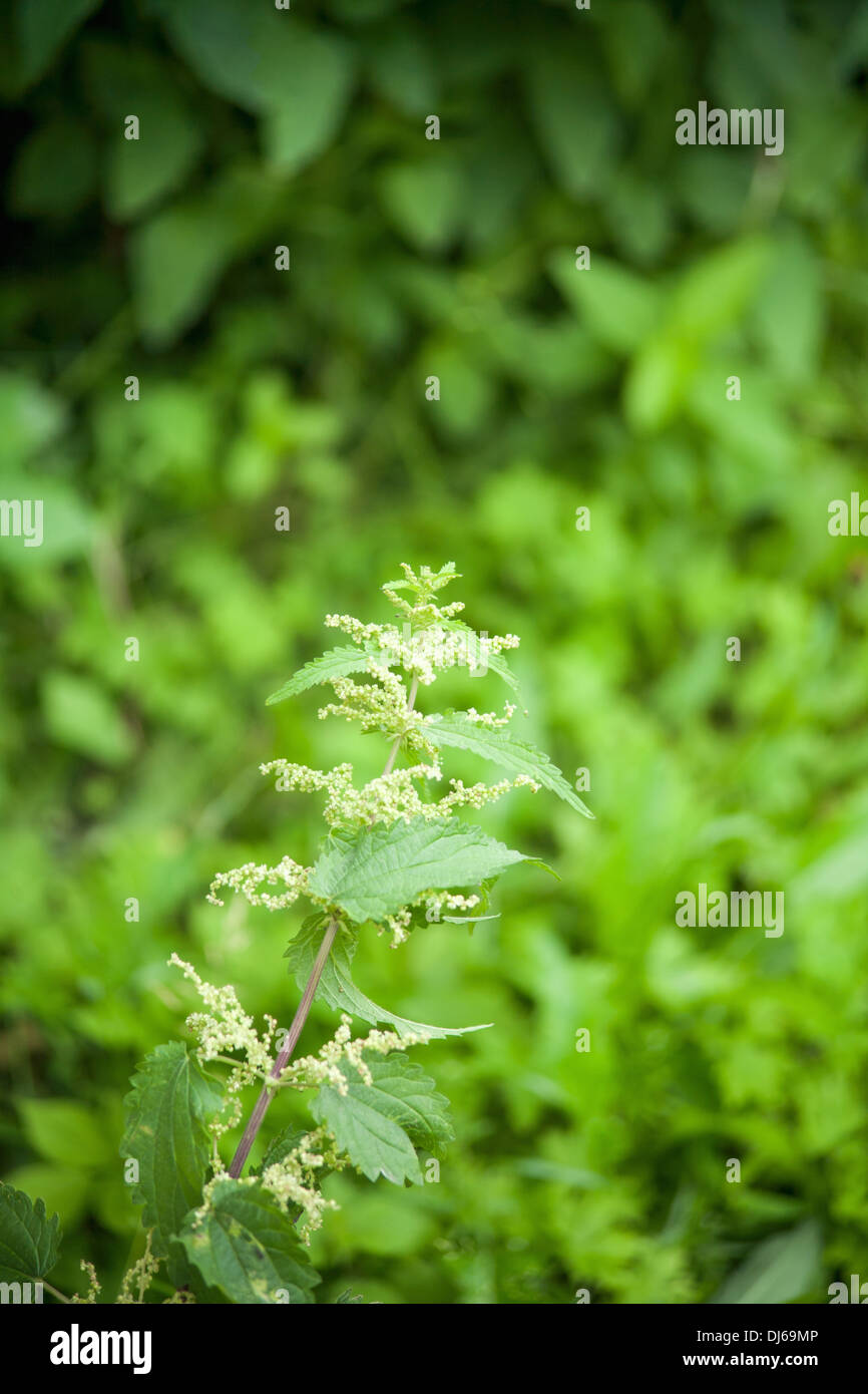 green nettle flowering Stock Photo - Alamy