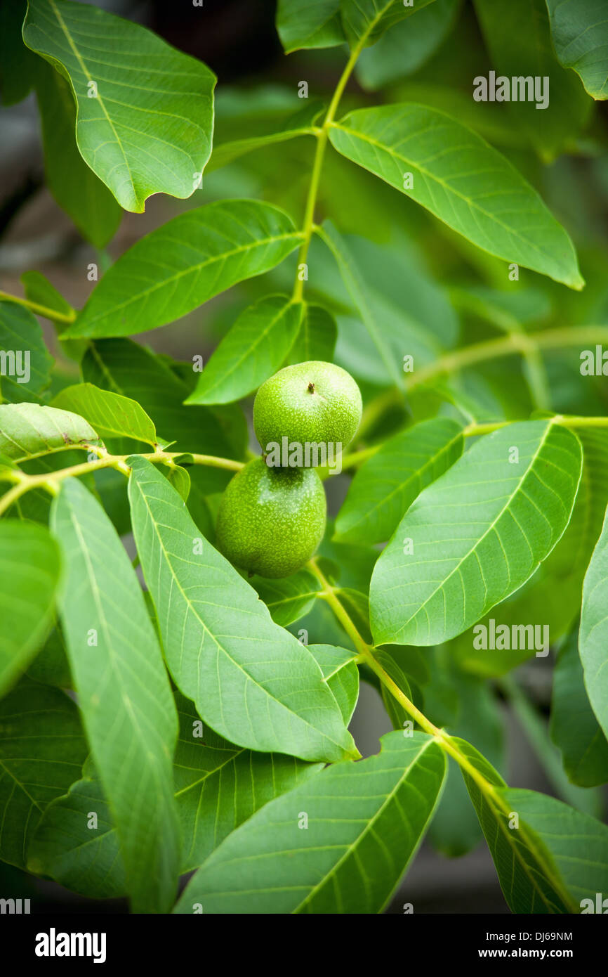 Green walnuts growing on a tree Stock Photo - Alamy