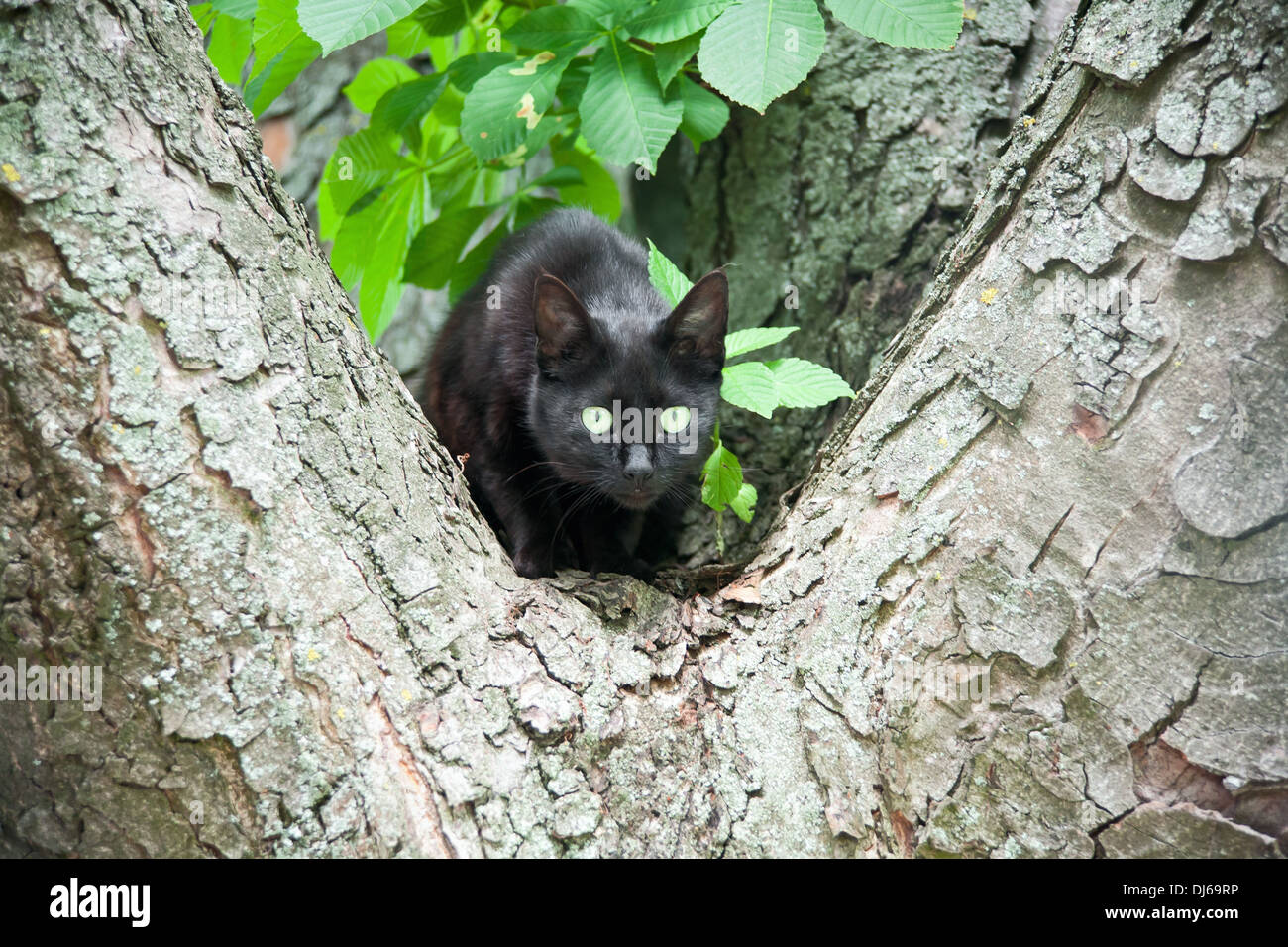 Black panther in tree hi-res stock photography and images - Alamy