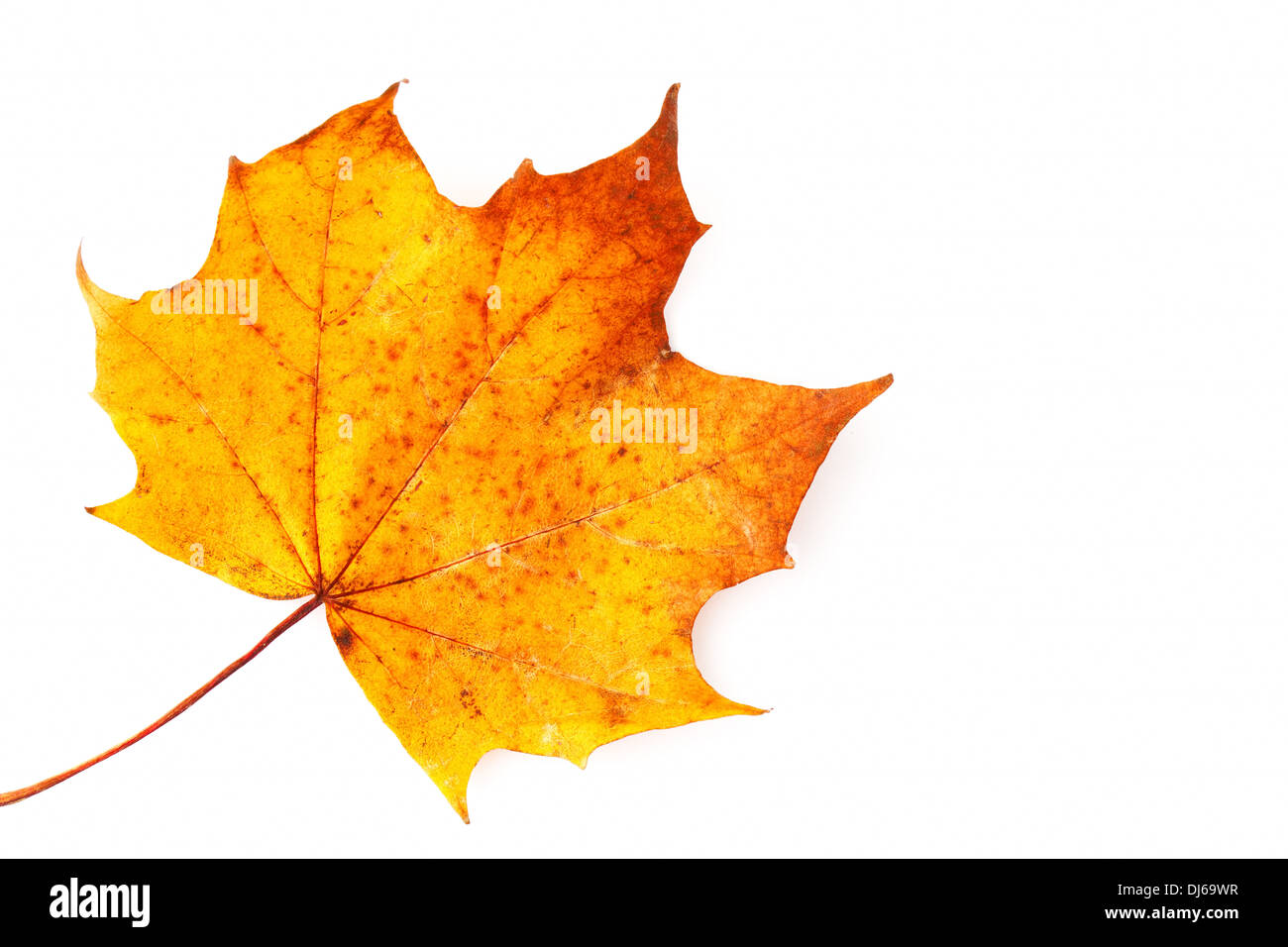 Sycamore leaf hi-res stock photography and images - Alamy