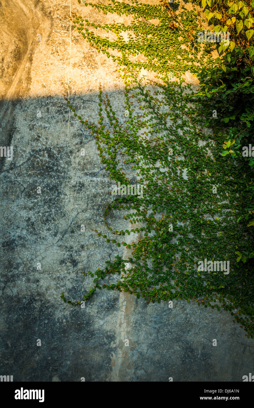 Old gritty wall with crawling plant and dramatic sunset lighting Stock ...