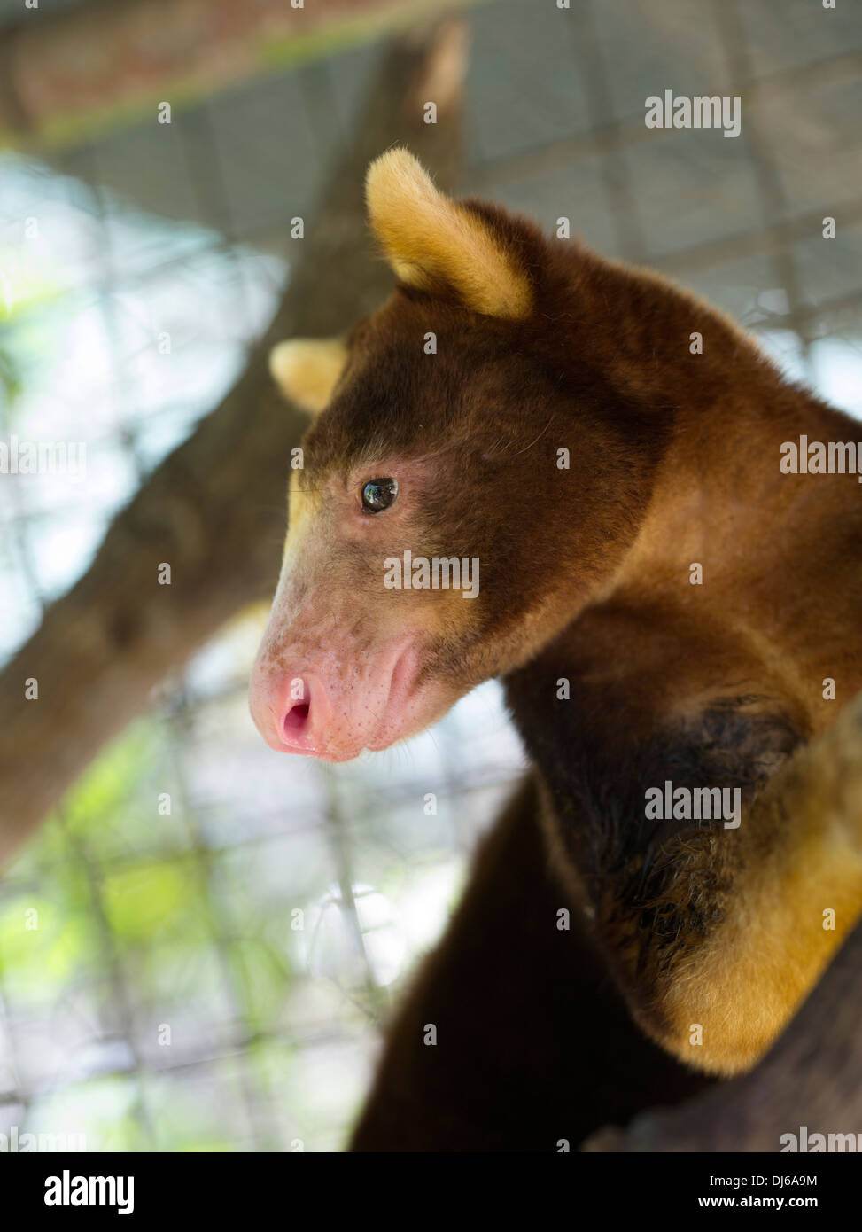 Tree kangaroo papua new guinea hi-res stock photography and images - Alamy
