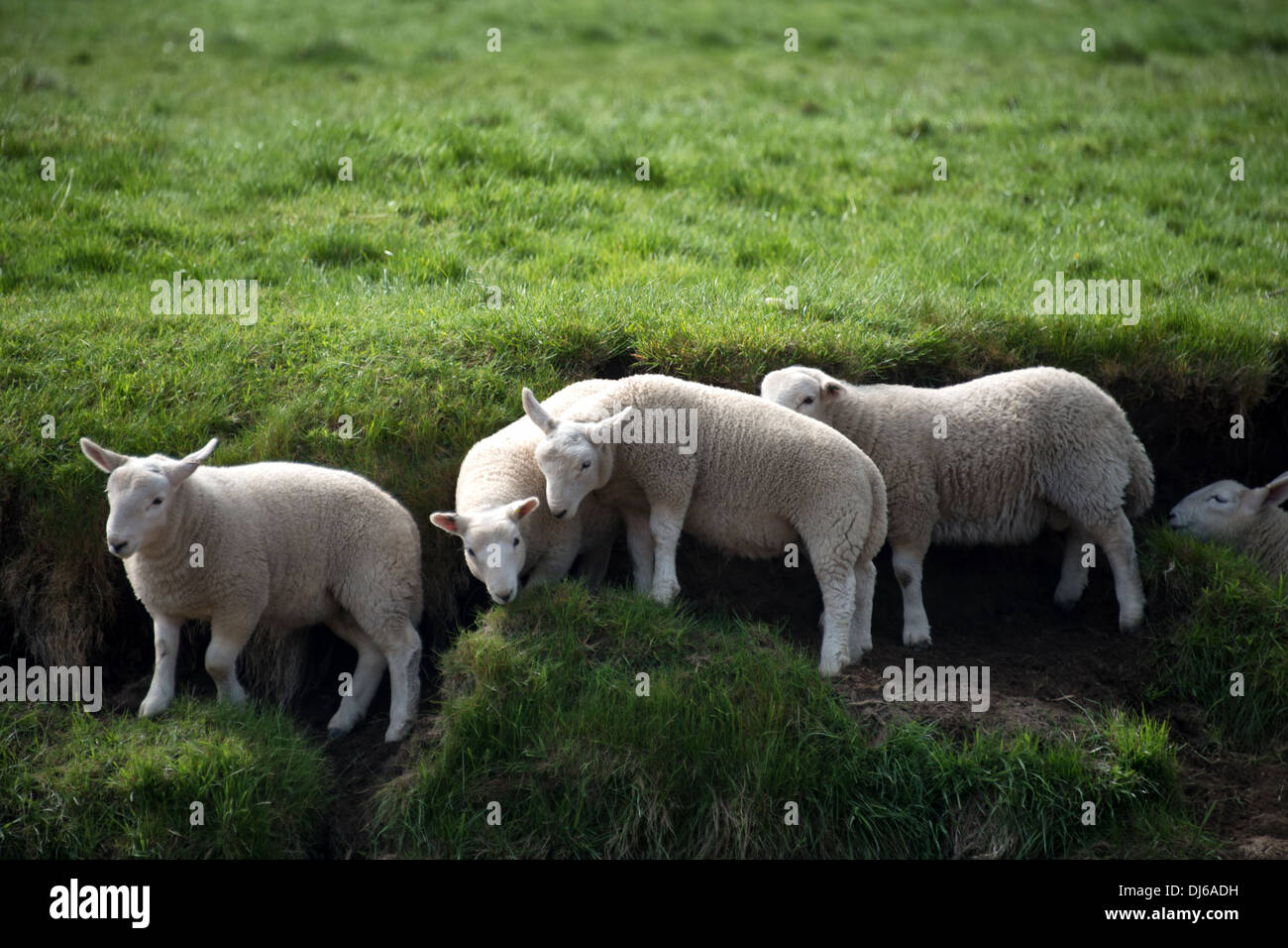 Pure white lamb hi-res stock photography and images - Alamy