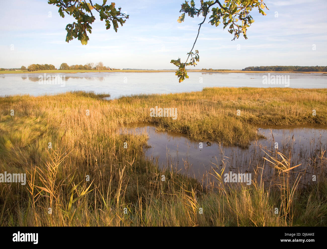England sediment silt marsh plants habitat wet water hi-res stock ...