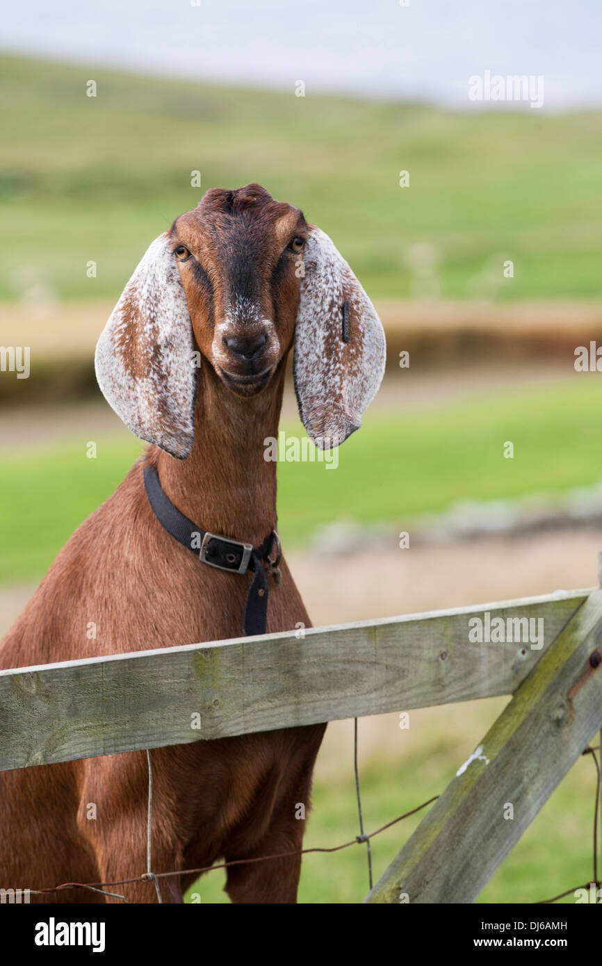 Nubian goat hi-res stock photography and images - Alamy