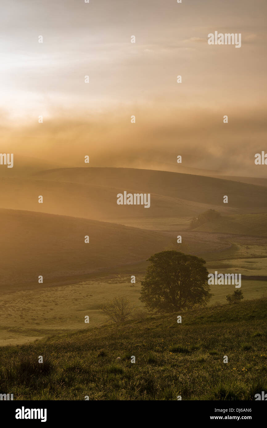 Yorkshire fog grass hi-res stock photography and images - Alamy