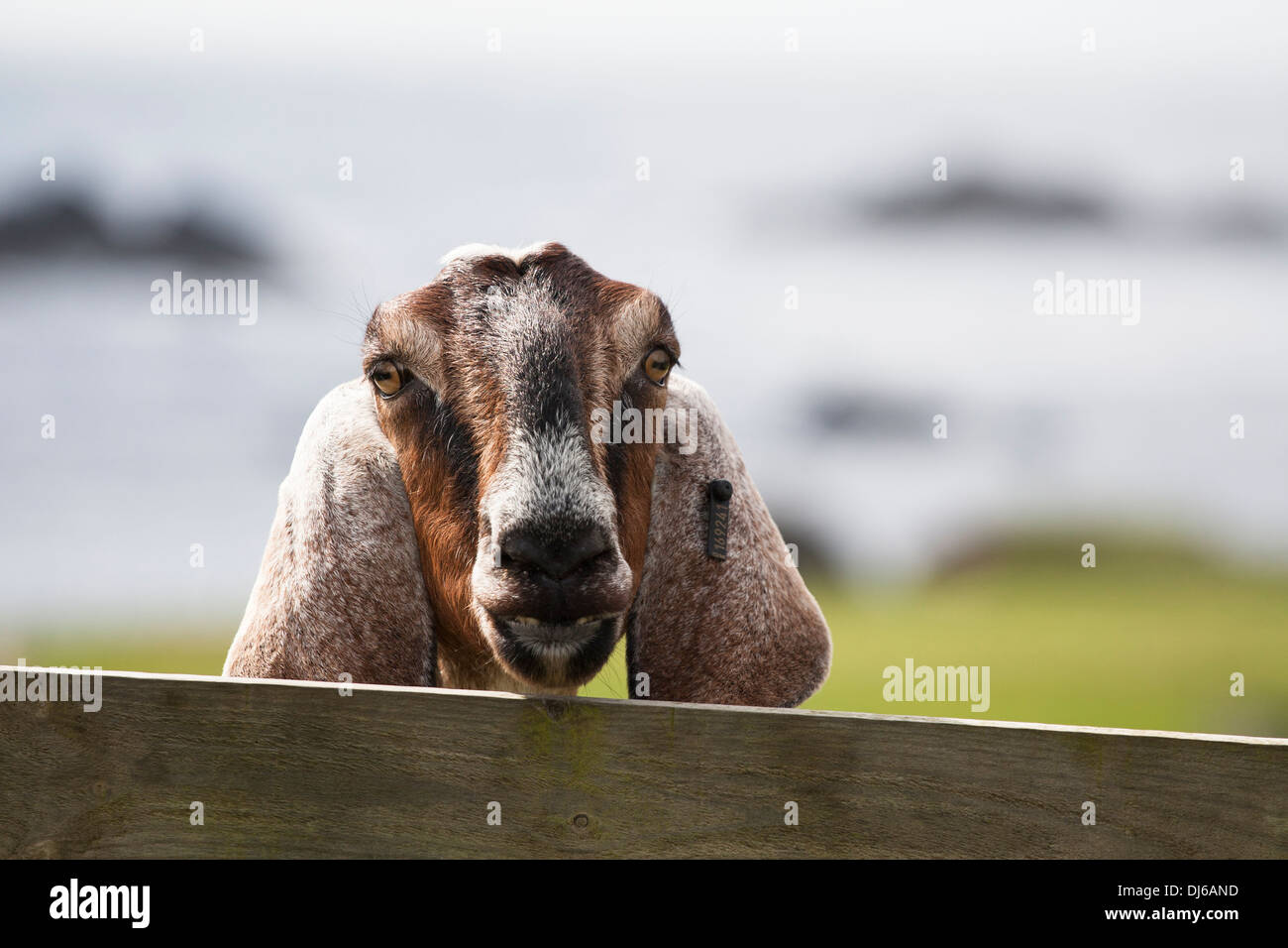 Nubian goat hi-res stock photography and images - Alamy