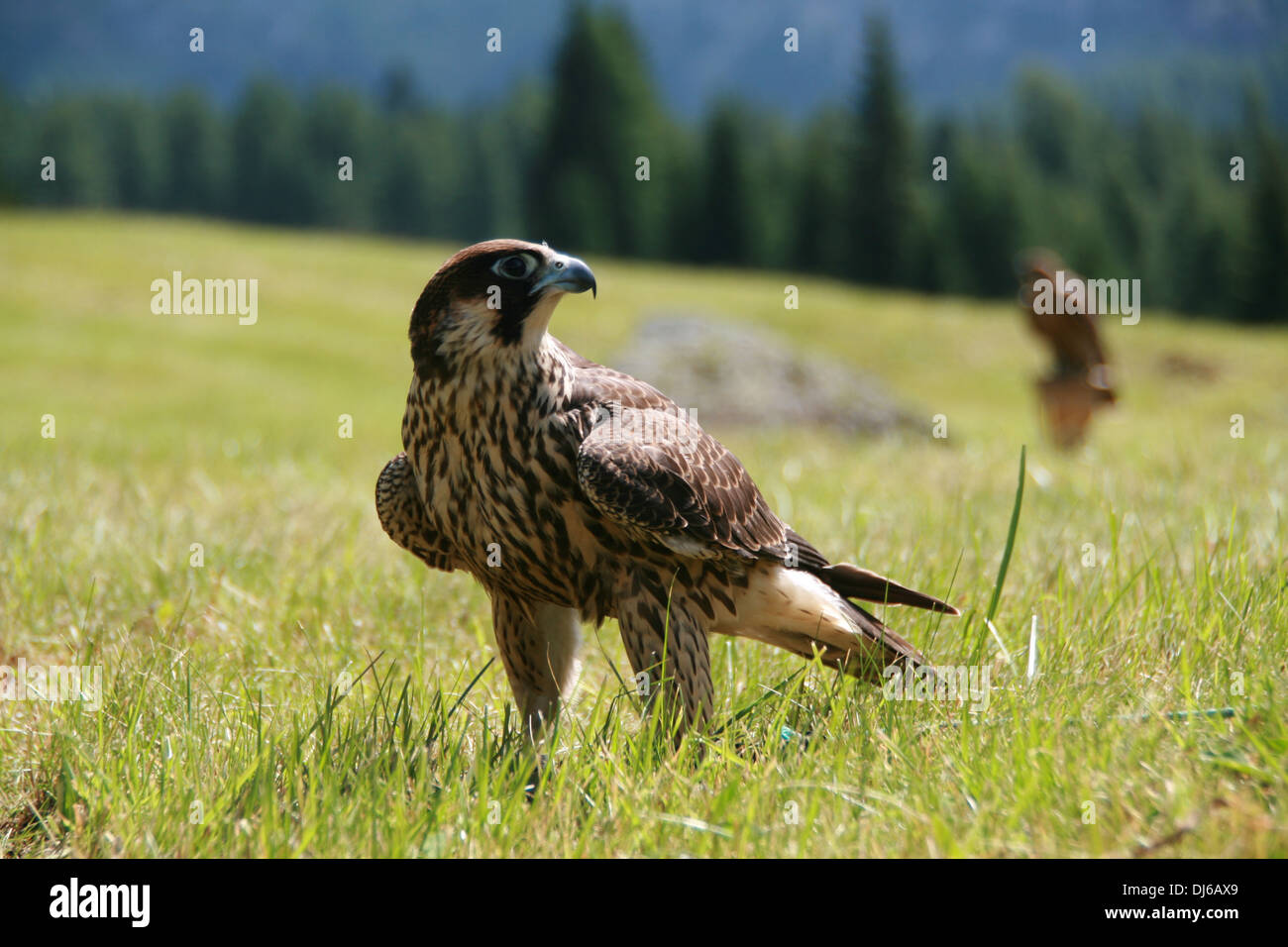 A European buzzard on a green field and one buzzard in the background ...