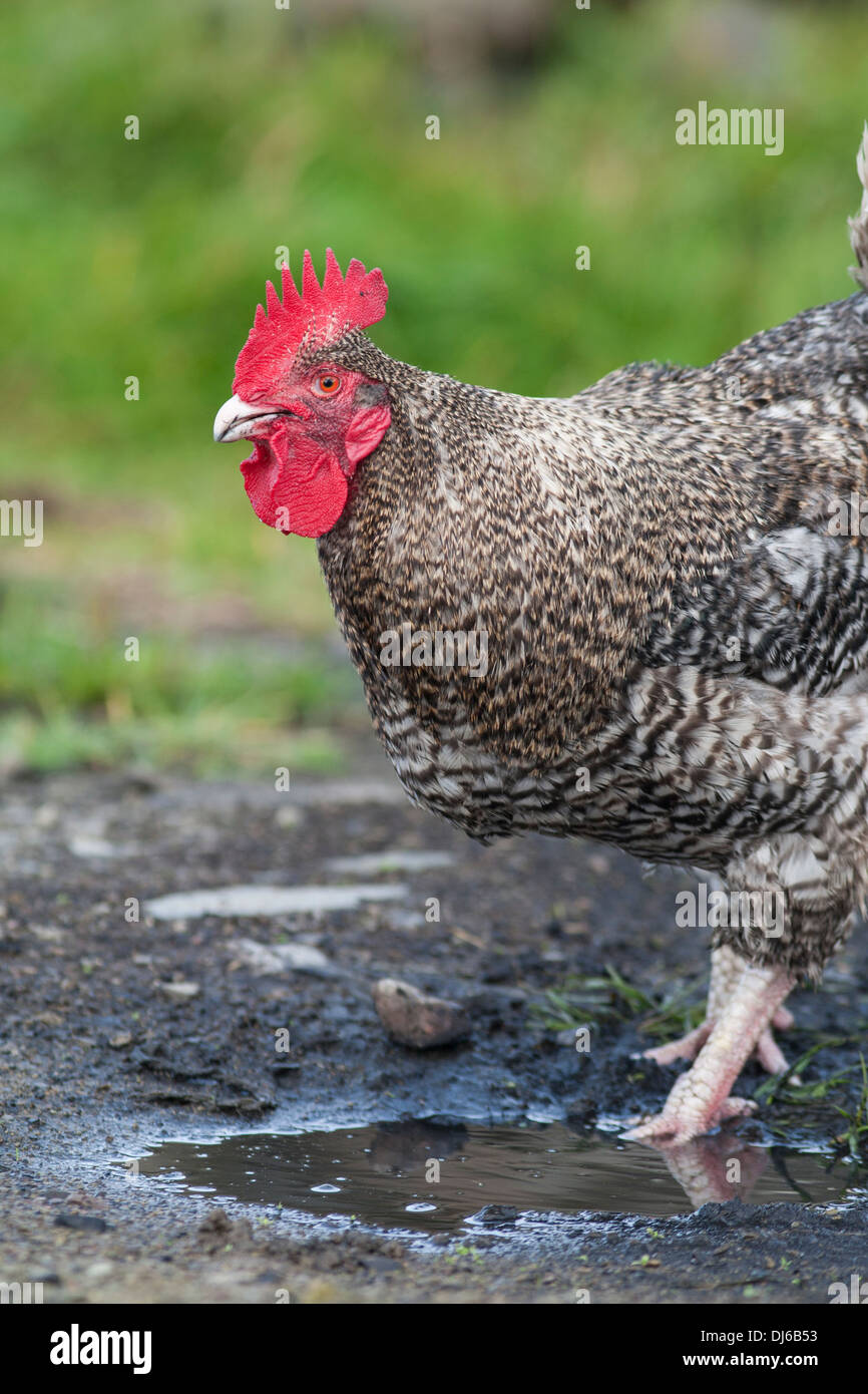 Rooster at a puddle, Fair Isle, UK Stock Photo - Alamy