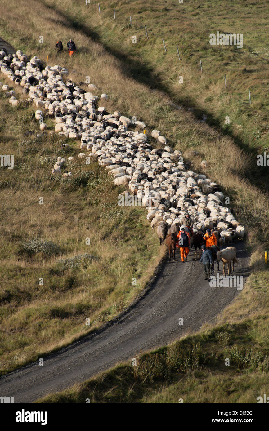 Sheep round-up at Reykholt in autumn south Iceland. After the round-up ...