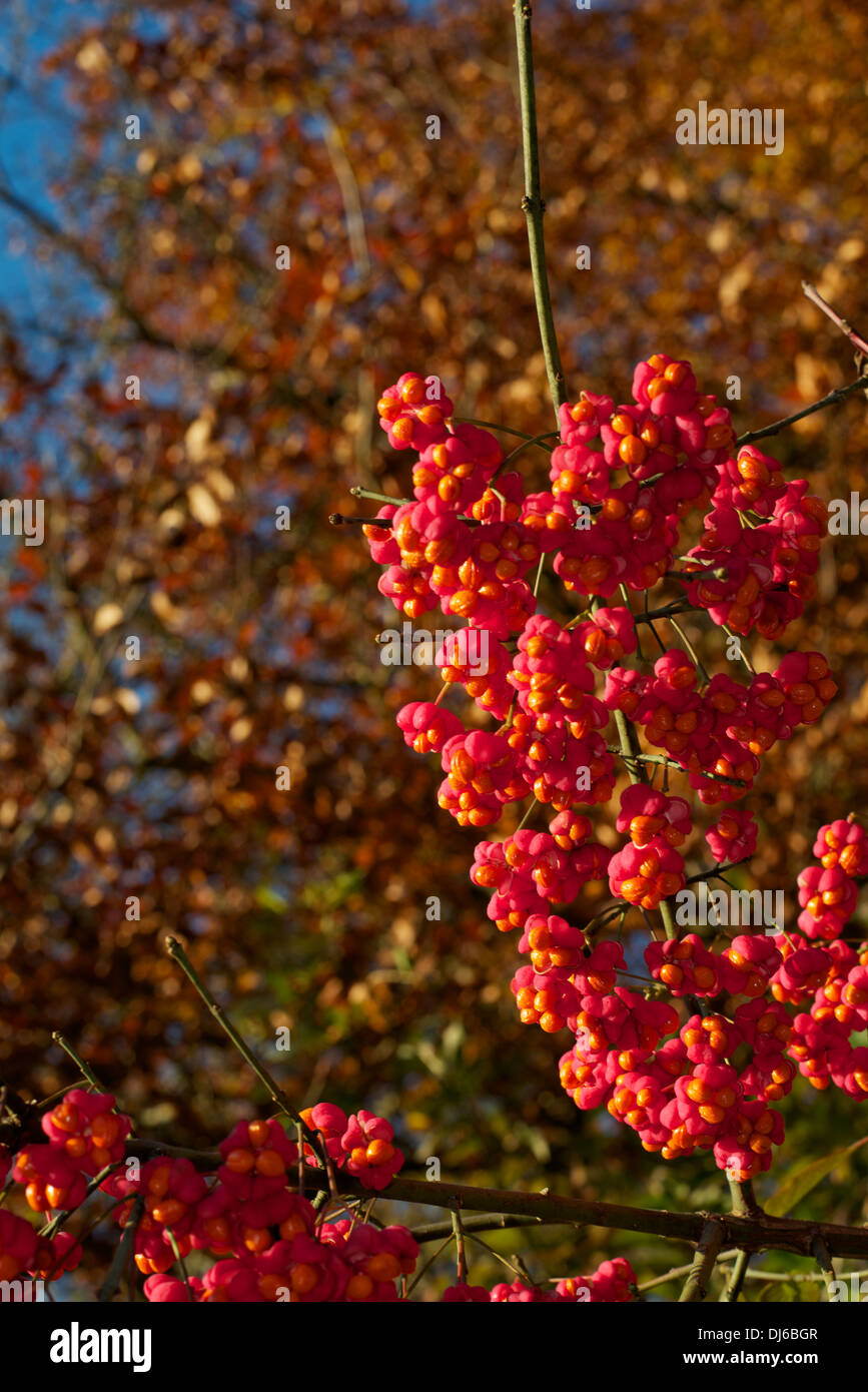 A Hedge Fund: Spindle Berries growing wild in the sunlight in a ...