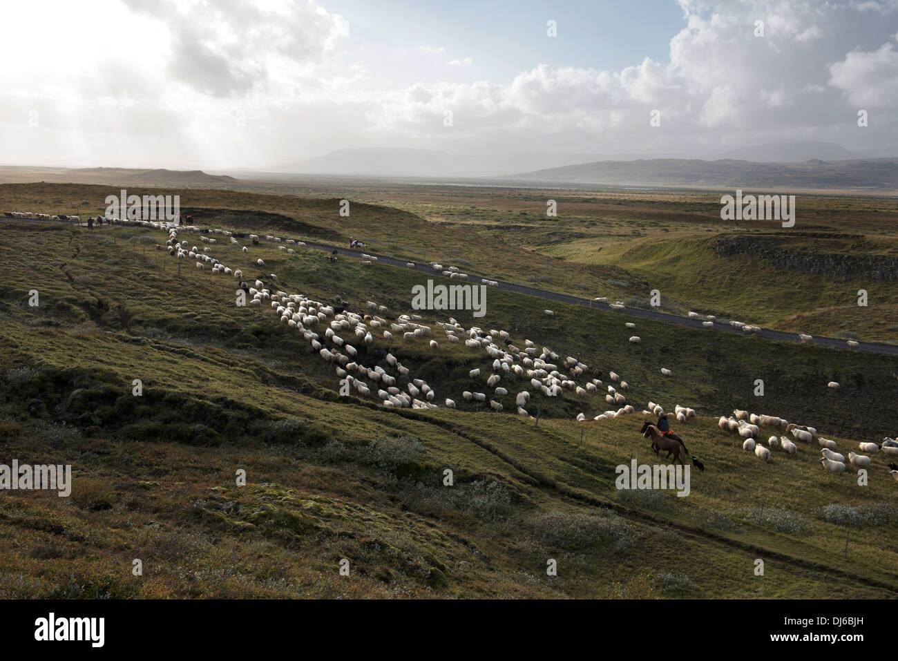 Icelandic sheep farmer hi-res stock photography and images - Alamy
