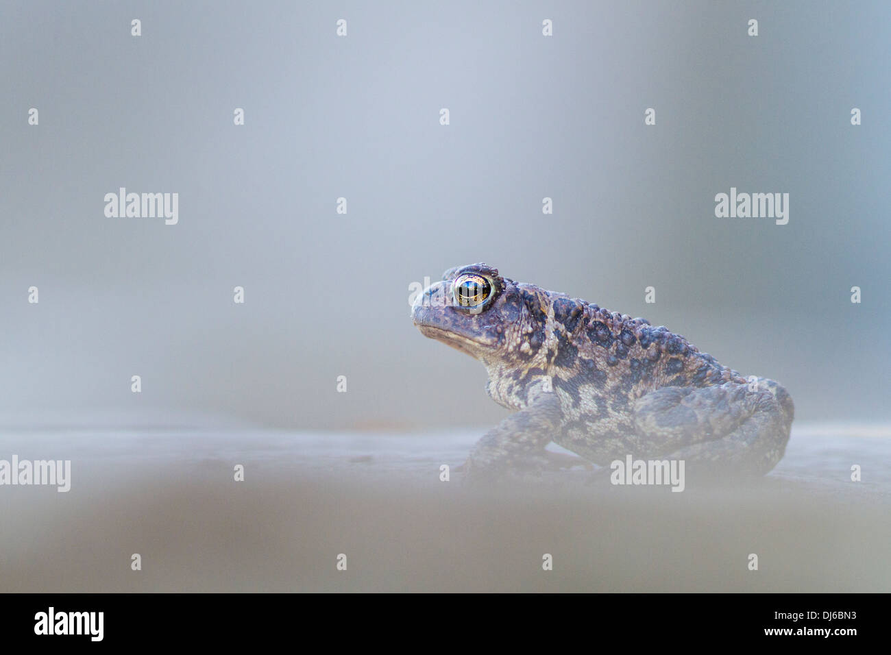 American bullfrog, croak hi-res stock photography and images - Alamy