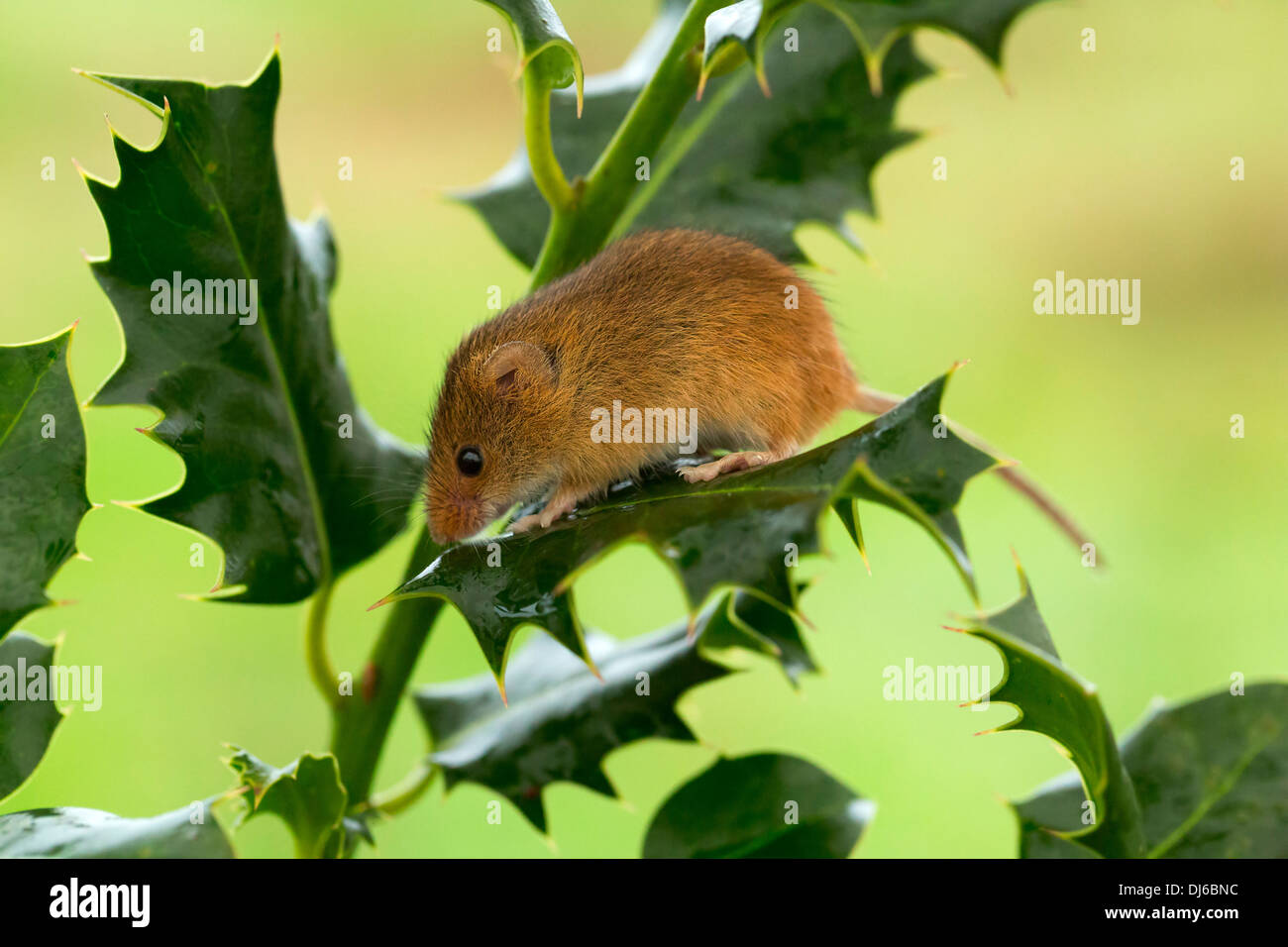 Harvest mouse, Micromys minutus on a holly stem Stock Photo - Alamy