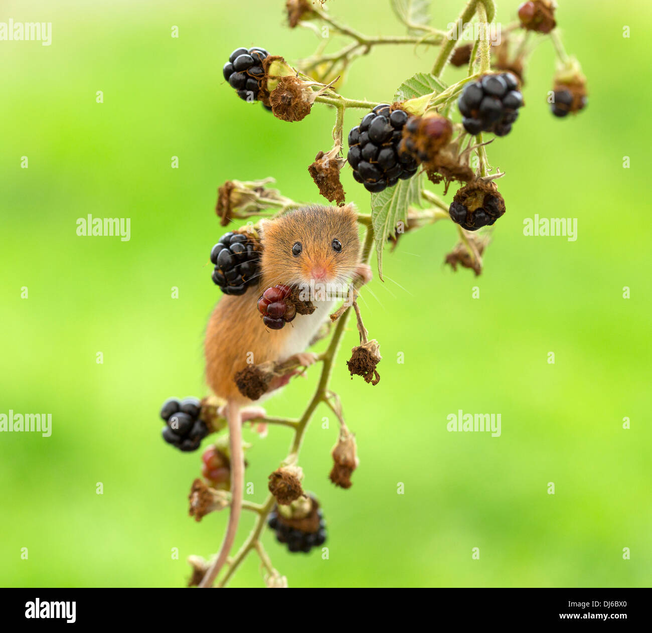 Harvest mouse on bramble uk hi-res stock photography and images - Alamy