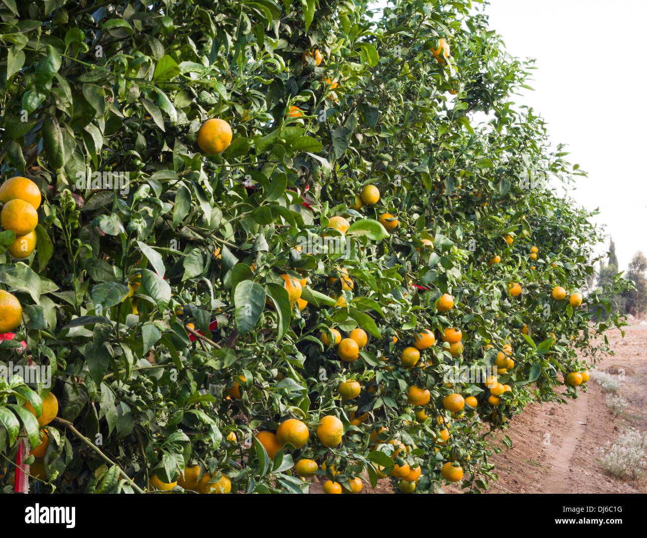 Pruning potted citrus plant hi-res stock photography and images - Alamy