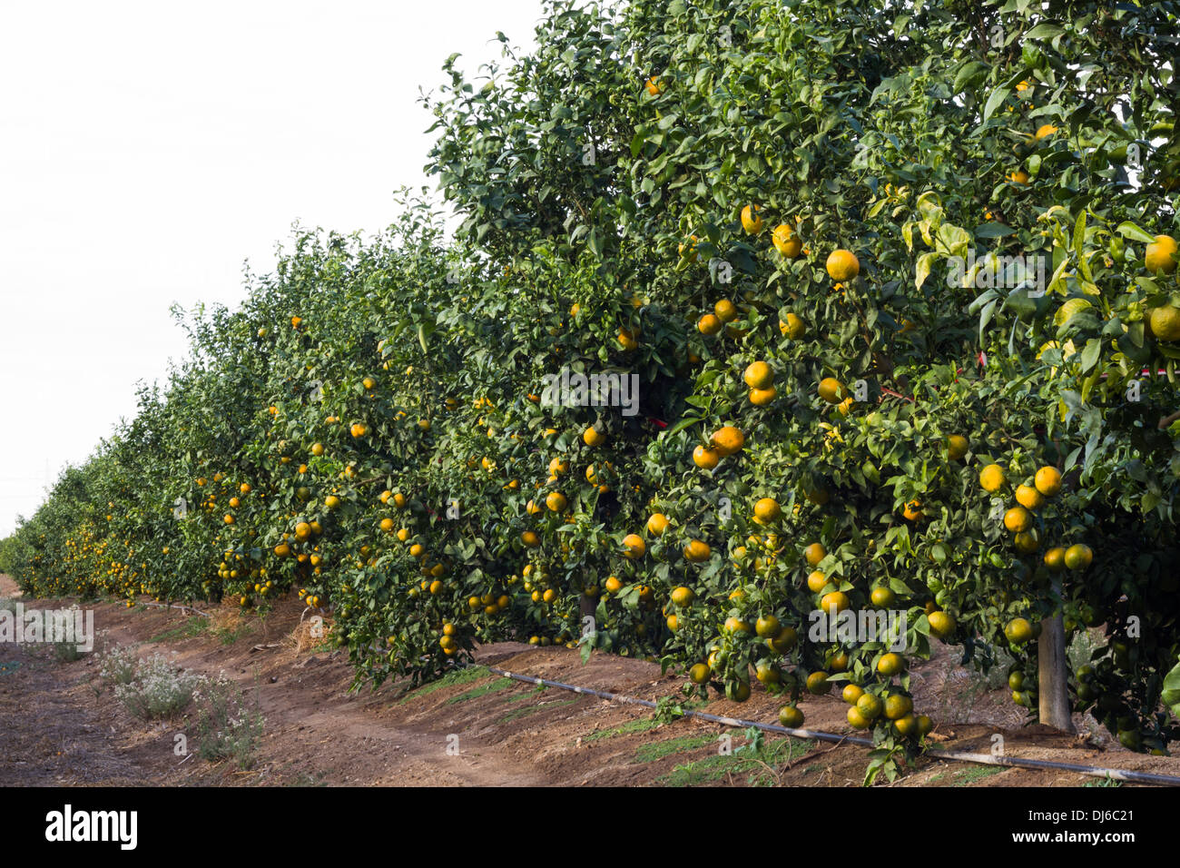 Beautiful photo tangerine plantations in the fall. Ripe citrus Stock ...