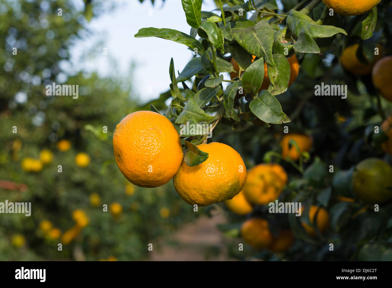 Beautiful photo tangerine plantations in the fall. Ripe citrus Stock ...