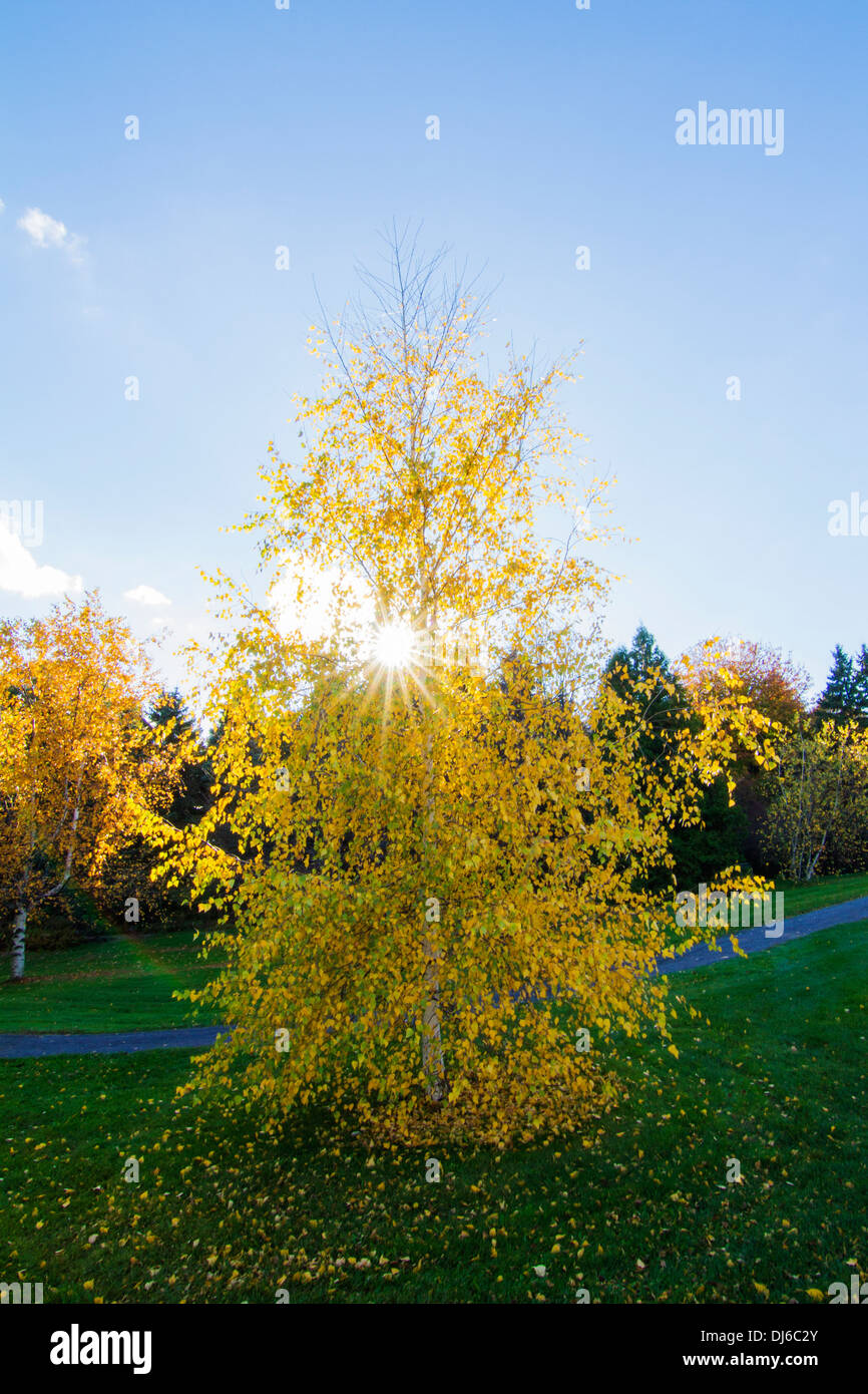 White fall birch tree with autumn leaves in sunset Stock Photo - Alamy