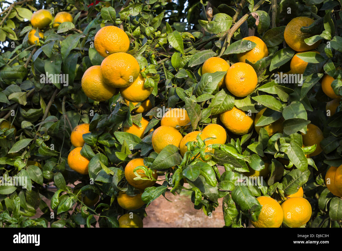 Beautiful photo tangerine plantations in the fall. Ripe citrus Stock ...