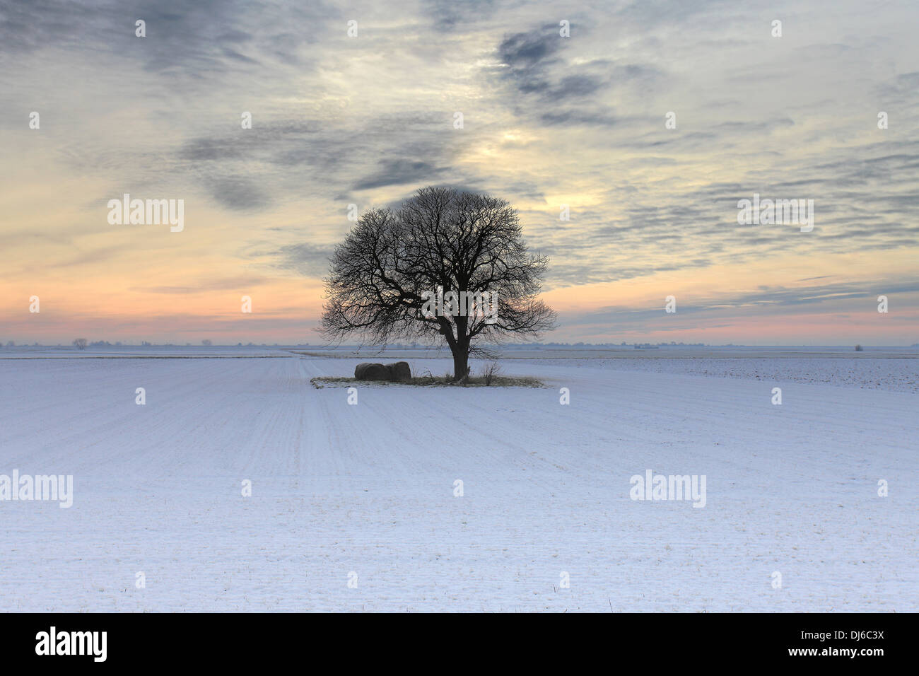 A Hoare frost winter scene over a single tree in Fenland fields near ...