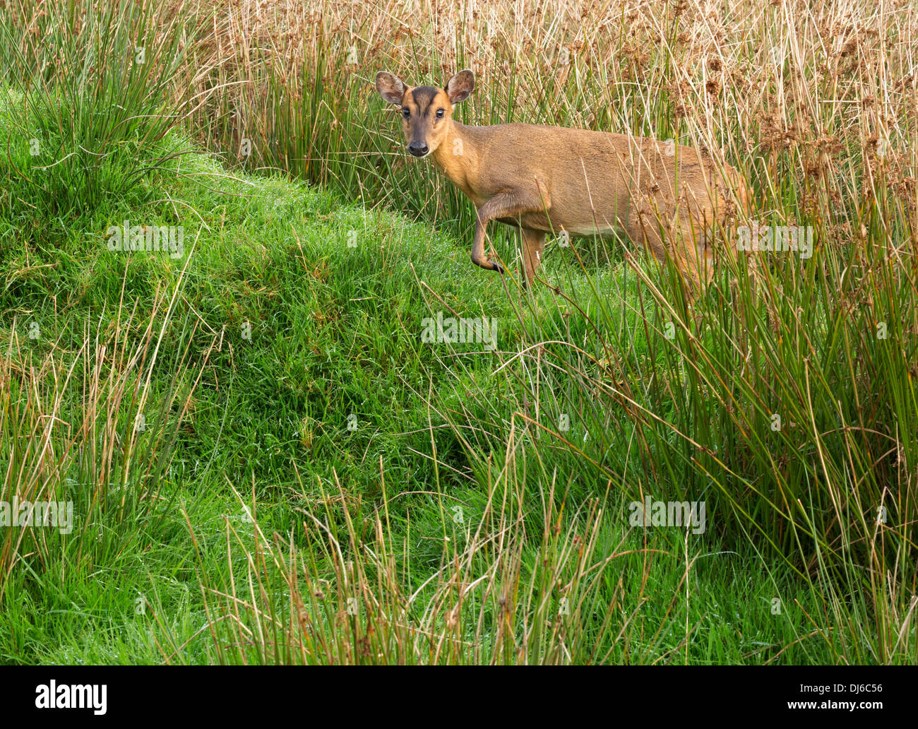 Chinese muntjac china hi-res stock photography and images - Alamy