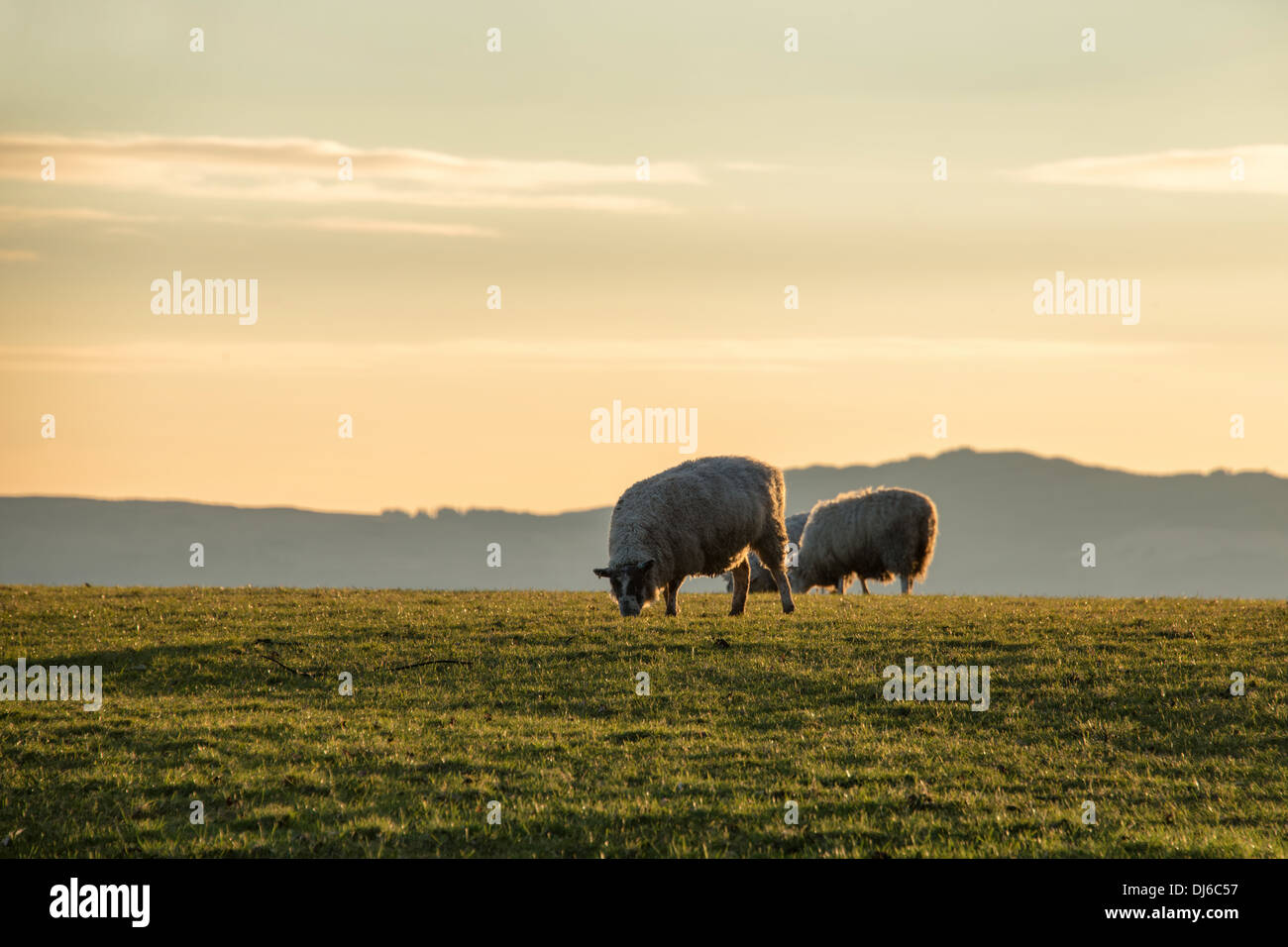 Livestock grazing hi-res stock photography and images - Alamy