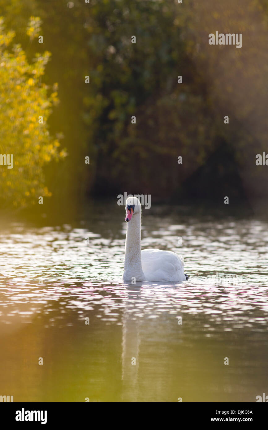 Backlit swan on water hi-res stock photography and images - Alamy