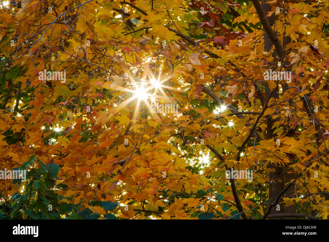 Yellow sugar maple hi-res stock photography and images - Alamy