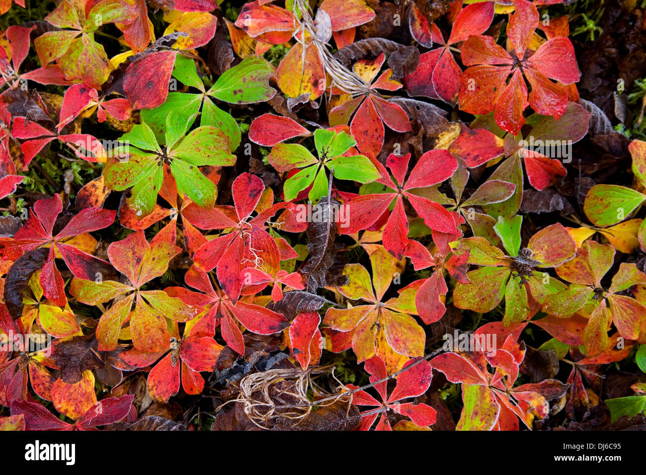Dwarf Dogwood Stock Photos & Dwarf Dogwood Stock Images - Alamy