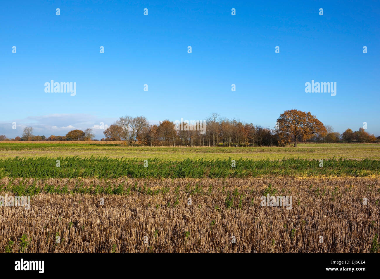 Weeds and trees hi-res stock photography and images - Alamy