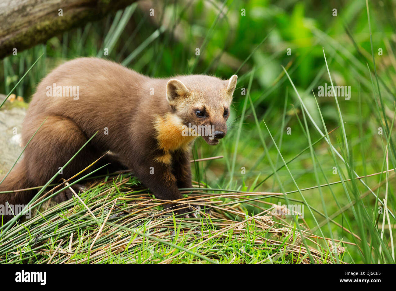 European Pine Marten Stock Photos & European Pine Marten Stock Images ...