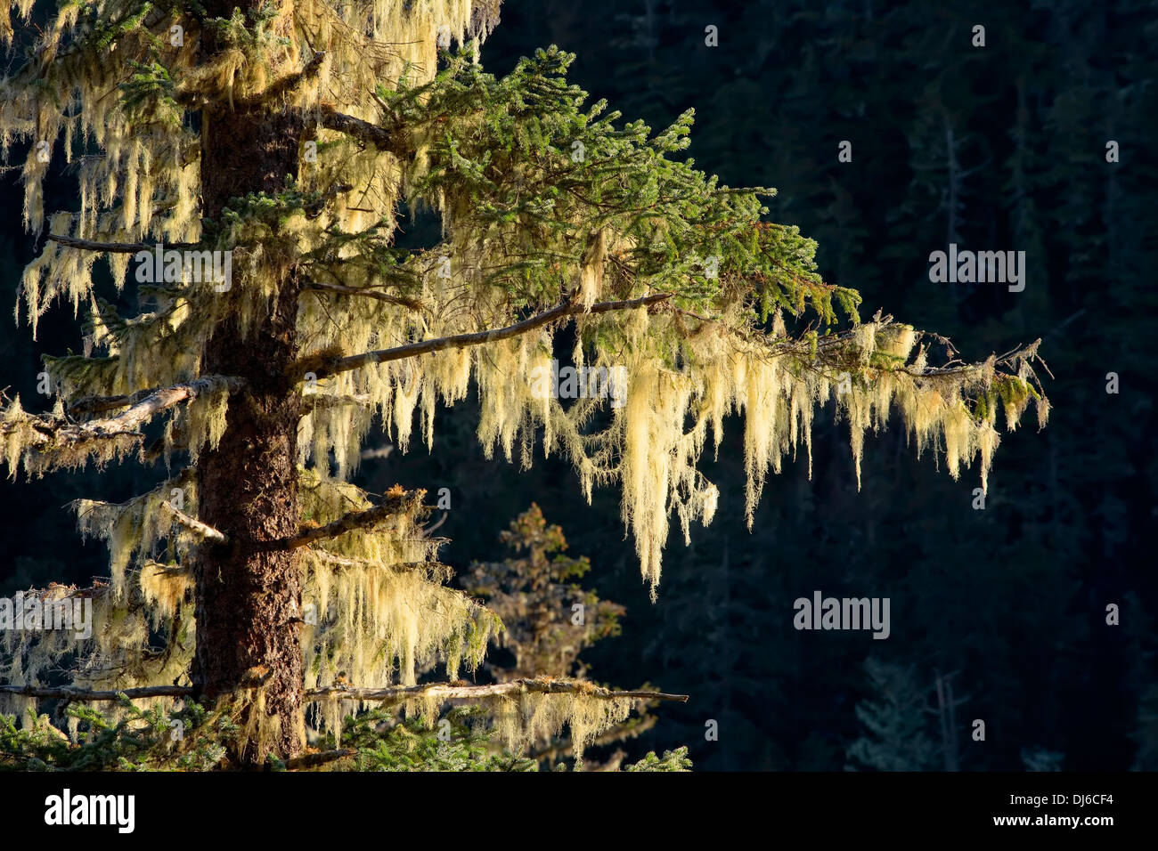 Spruce Tree Covered With Lichen & Icicles Tongass National Forest ...