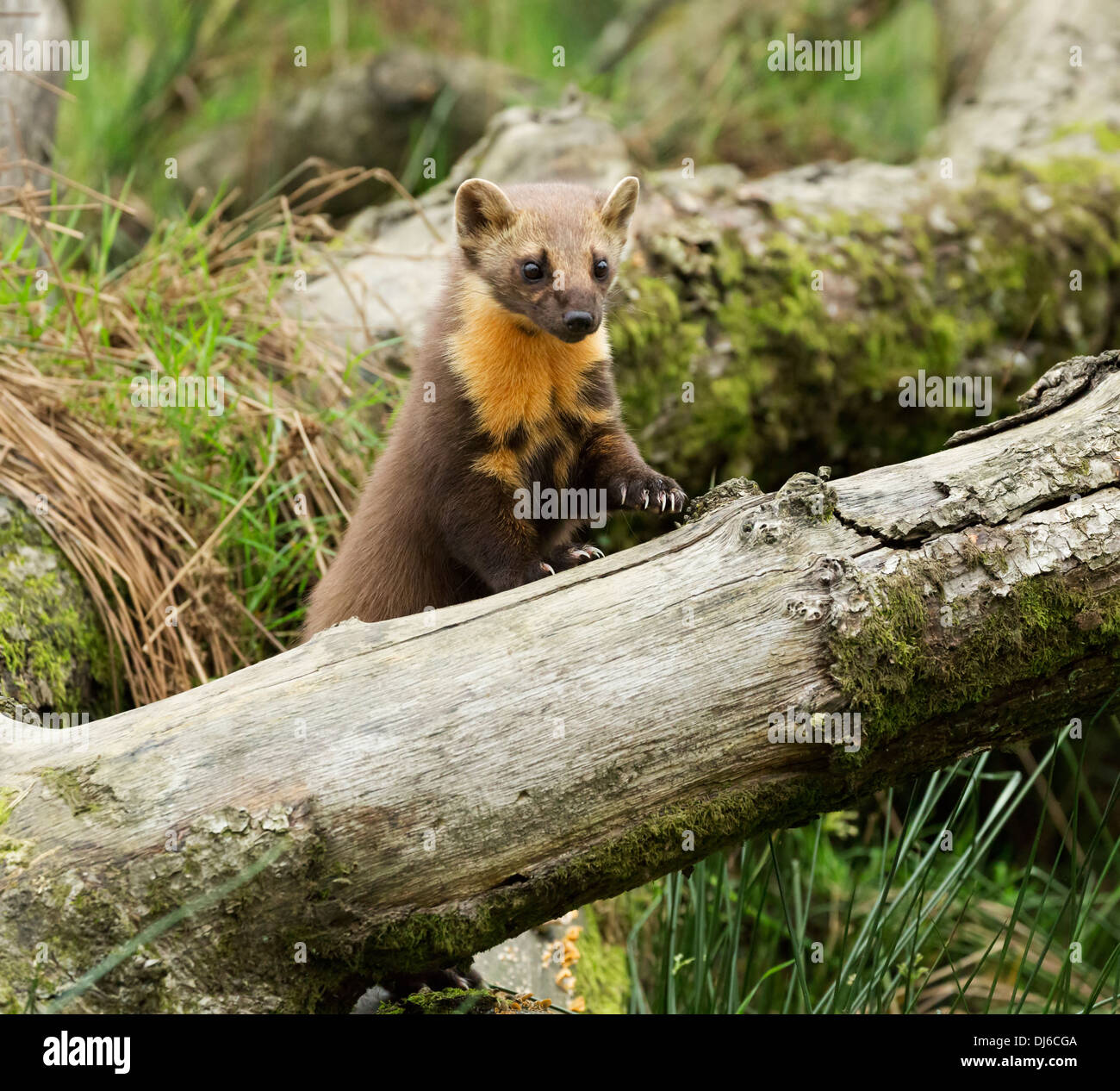 European pine marten hi-res stock photography and images - Alamy