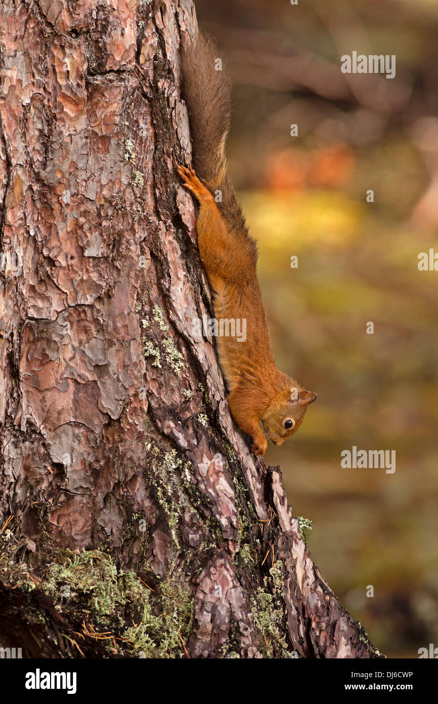 Squirrel running tree hi-res stock photography and images - Alamy