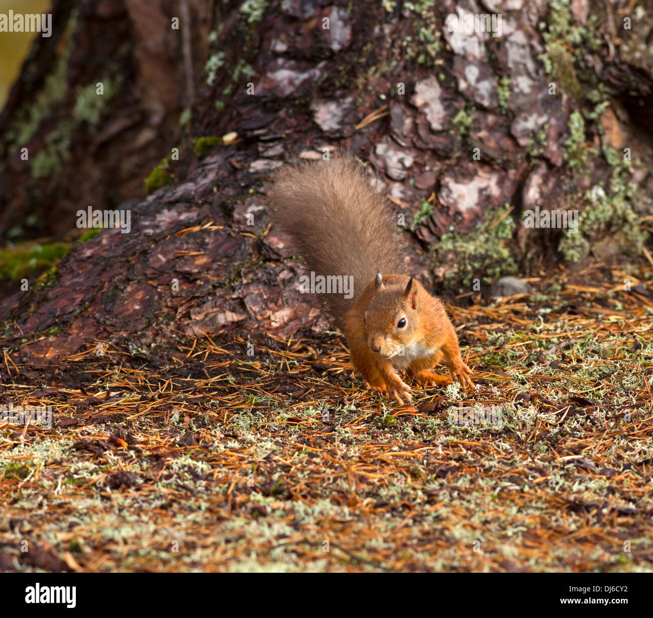 Eurasian red squirrel, Sciurus vulgaris, running Stock Photo - Alamy