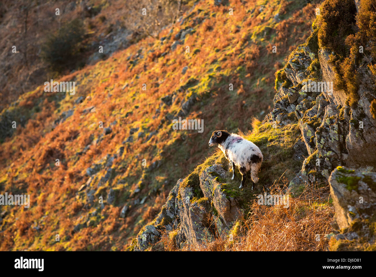 Sheep grazing on steep slope hi-res stock photography and images - Alamy