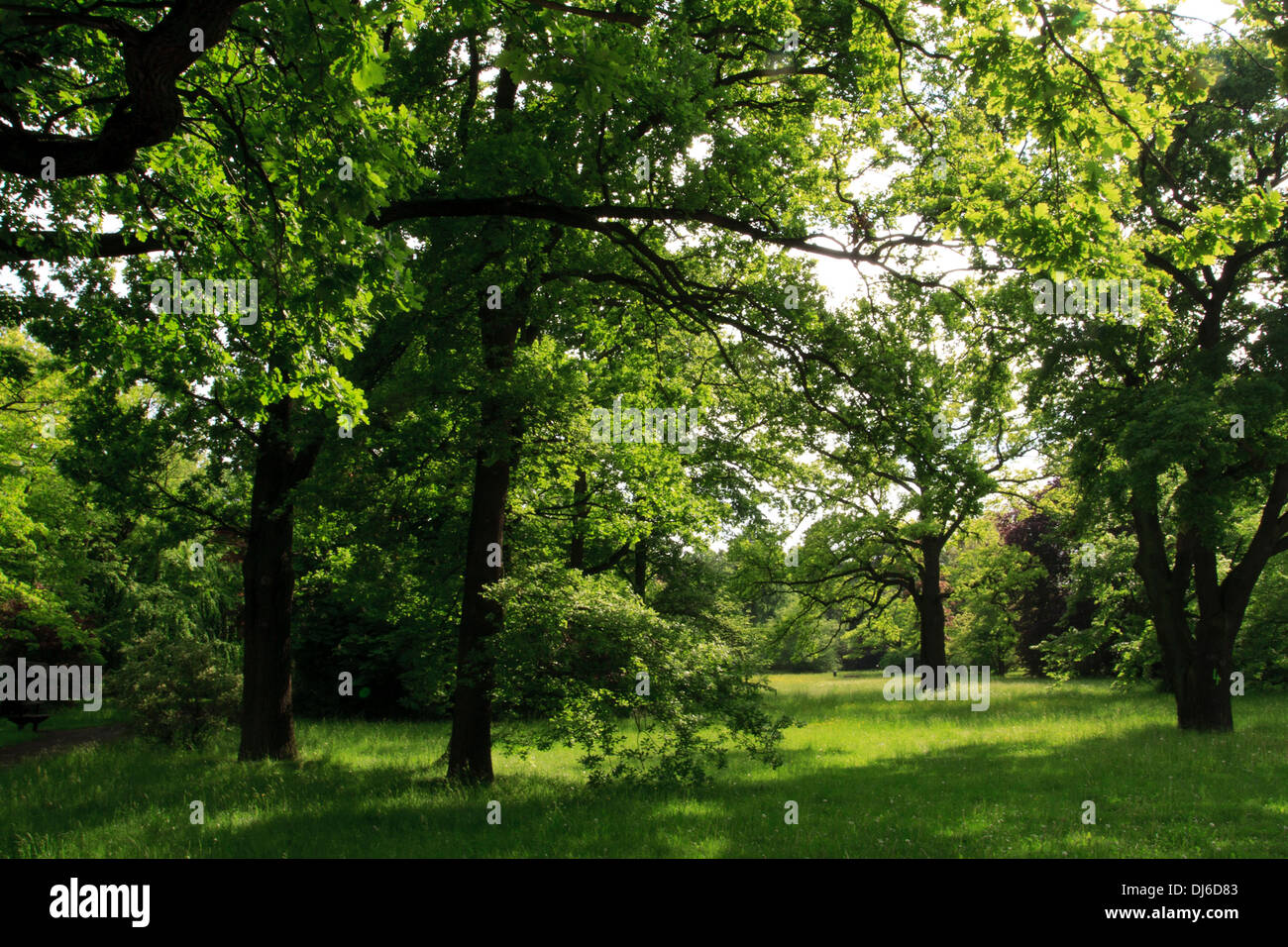 Trees in park Stock Photo - Alamy