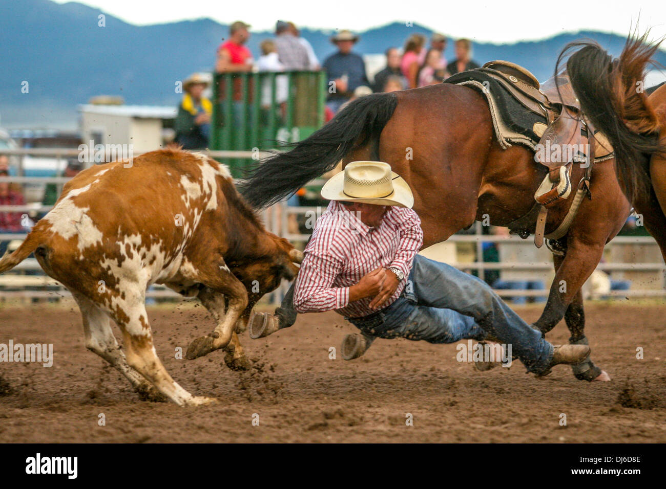 Cowboy takes a fall at the Rodeo Stock Photo - Alamy