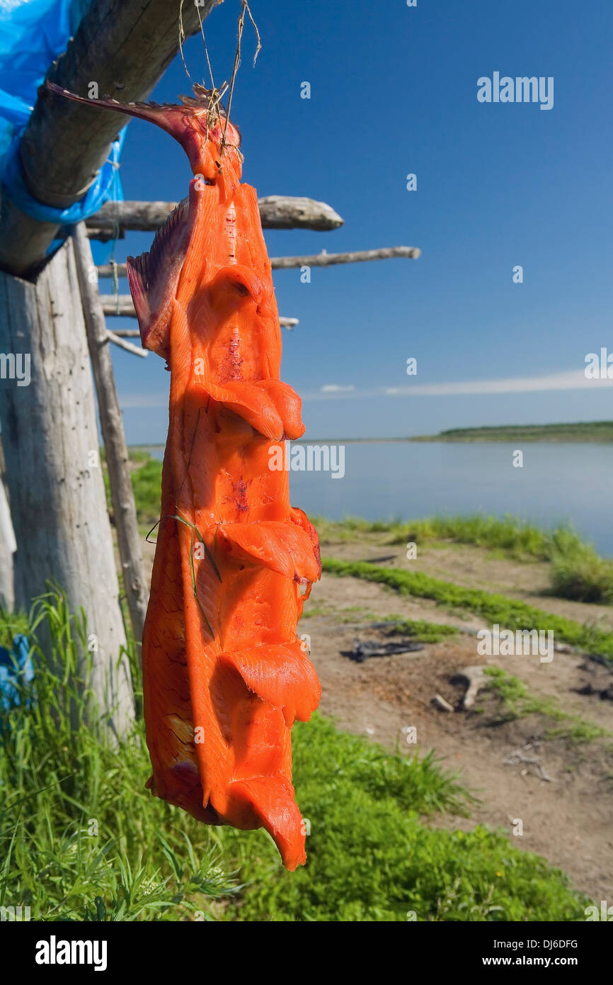 Red Salmon Hanging On Drying Rack Along Kuskokwim River Akiak Western ...