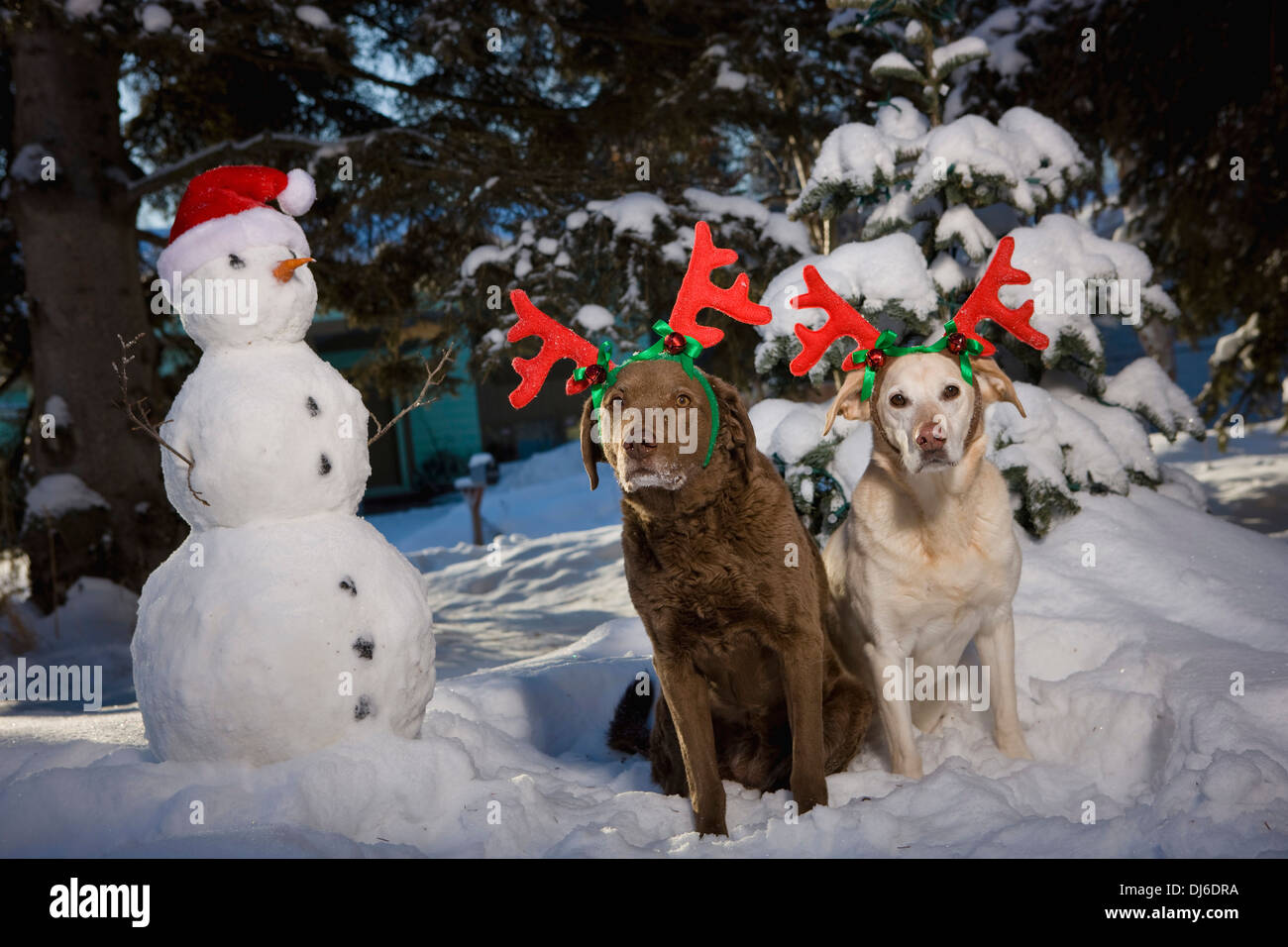 Yellow Labrador Retreiver And Chesapeake Bay Retriever Both Wearing ...