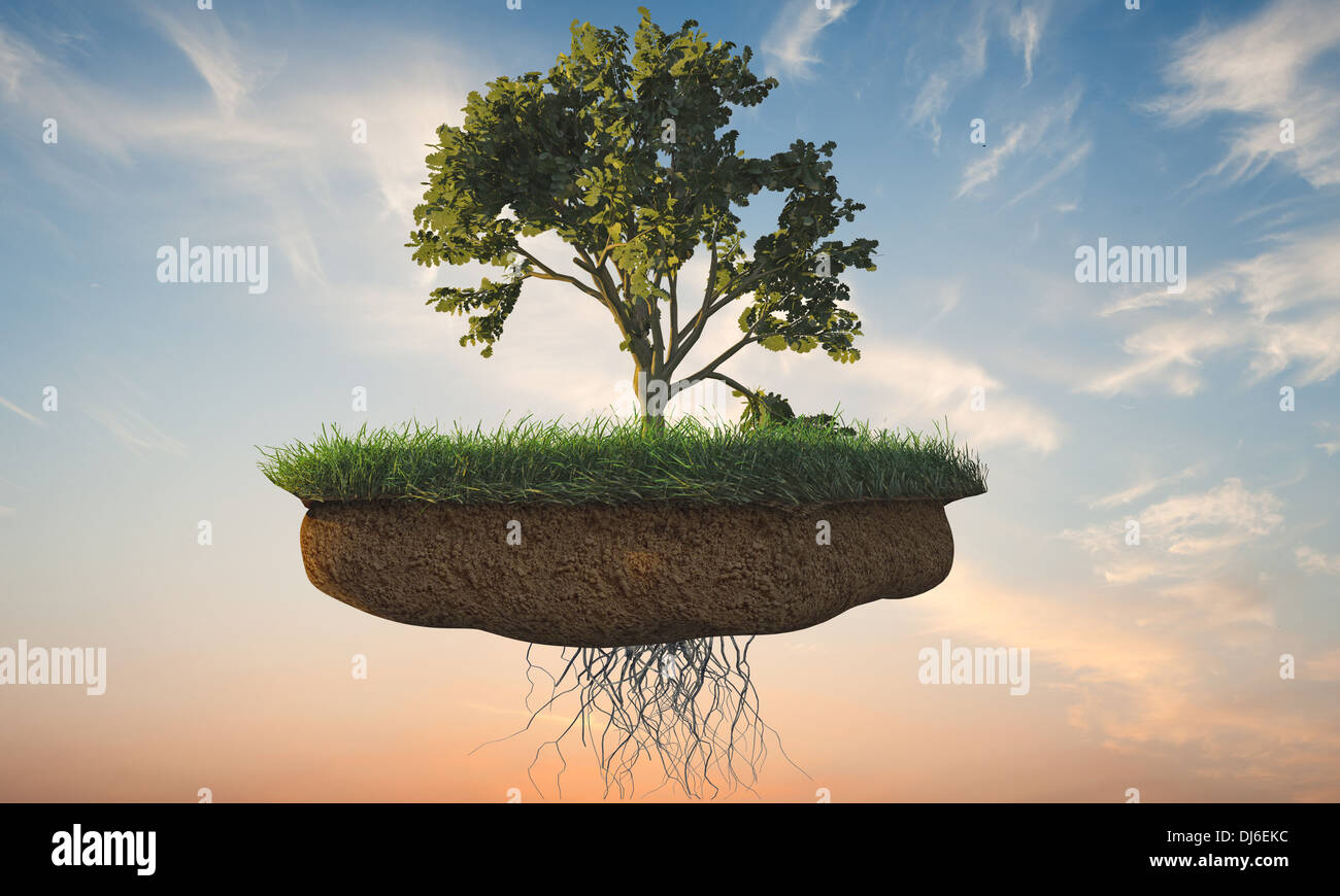 oak tree over a small soil section Stock Photo - Alamy