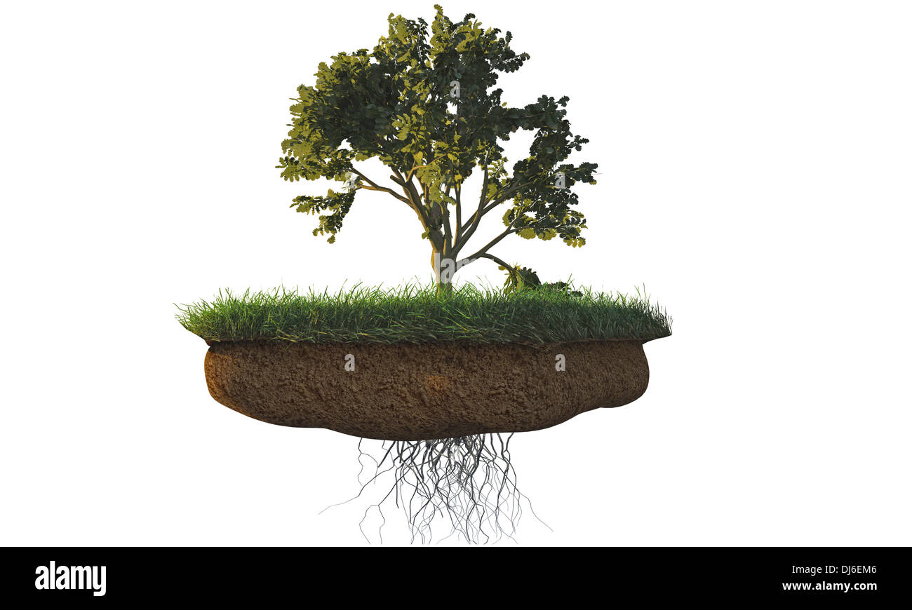 oak tree over a small soil section isolated on white background Stock ...