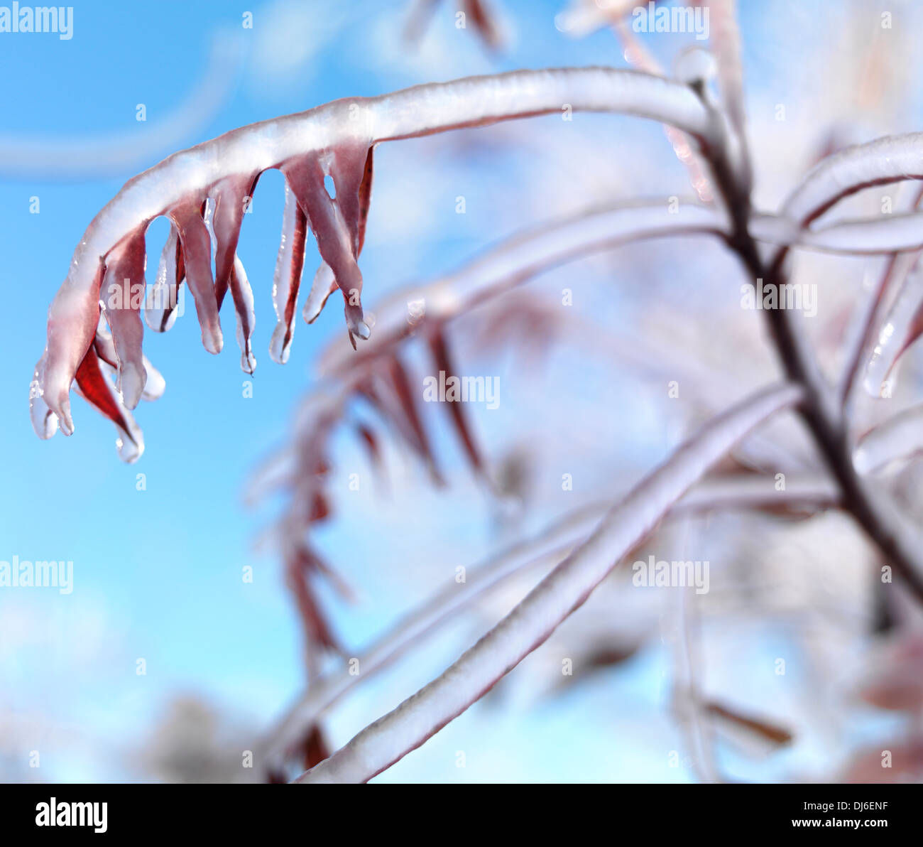 Close up frozen tree branches hi-res stock photography and images - Alamy