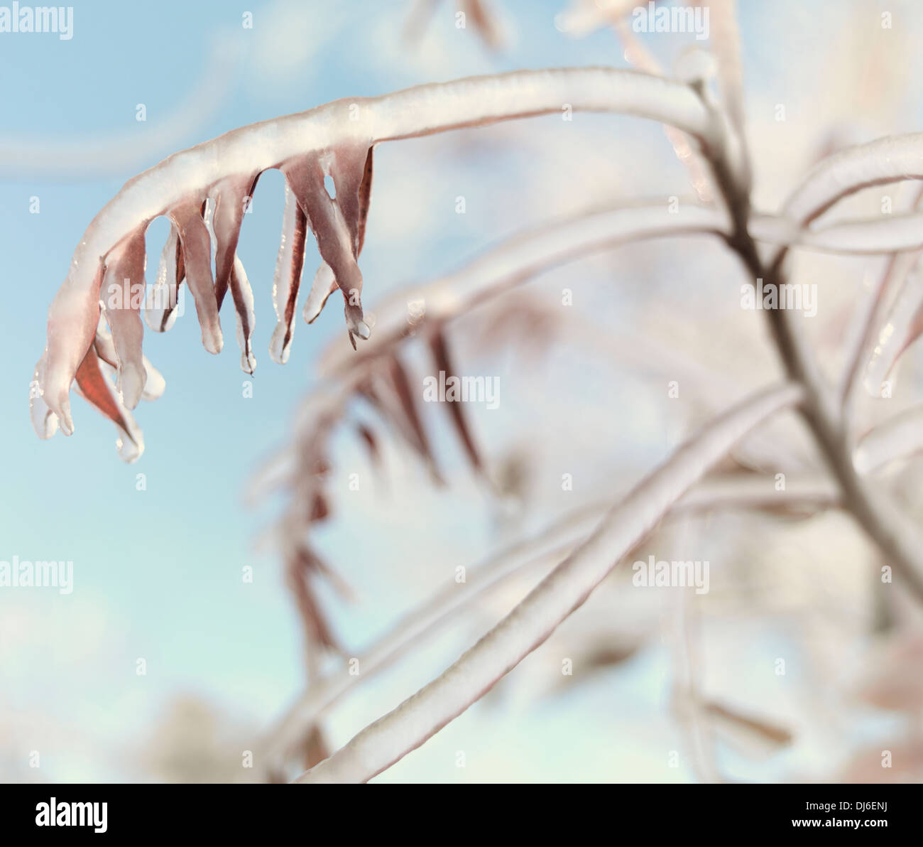 Ice frozen tree hi-res stock photography and images - Alamy