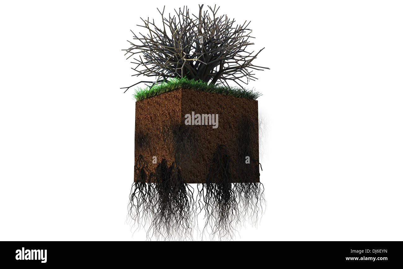 oak tree over a small soil section isolated on white background Stock ...