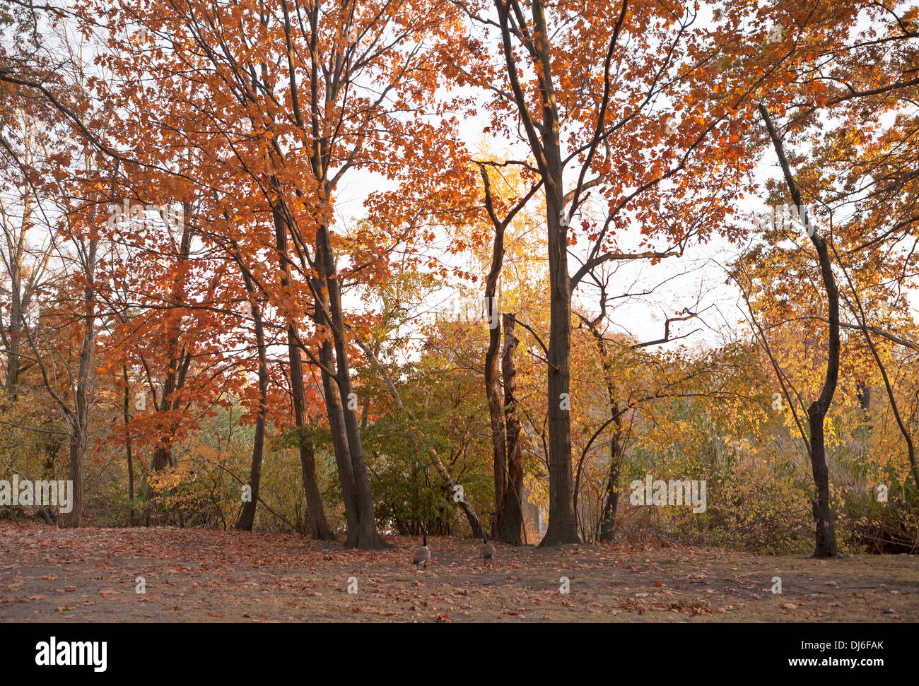 Boston fall foliage hi-res stock photography and images - Alamy