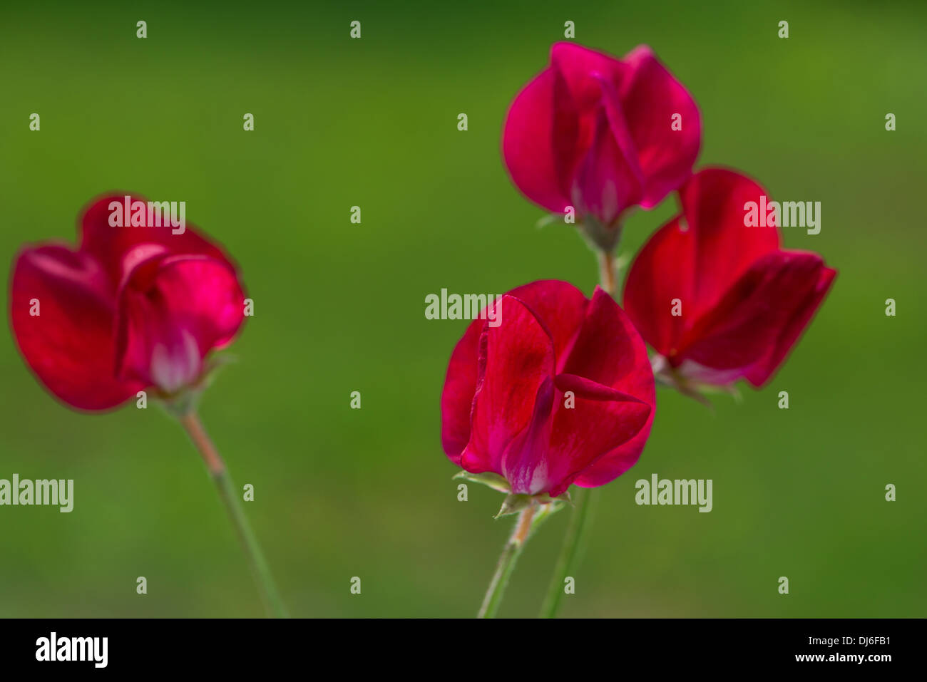 Red sweet pea on nature background Stock Photo - Alamy