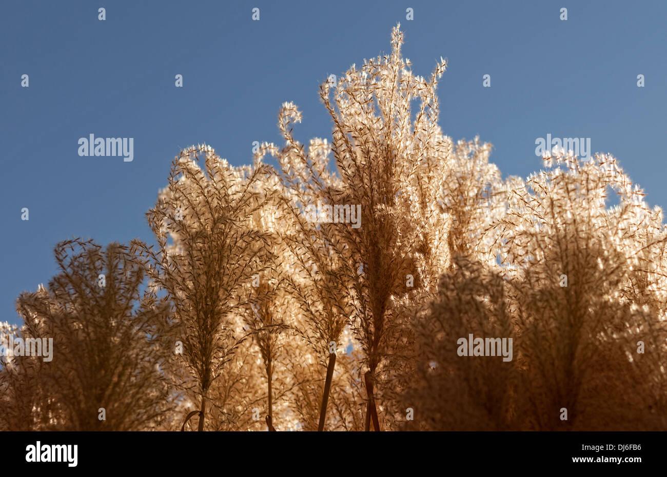 Native plants rise up to catch the sun's rays Stock Photo - Alamy