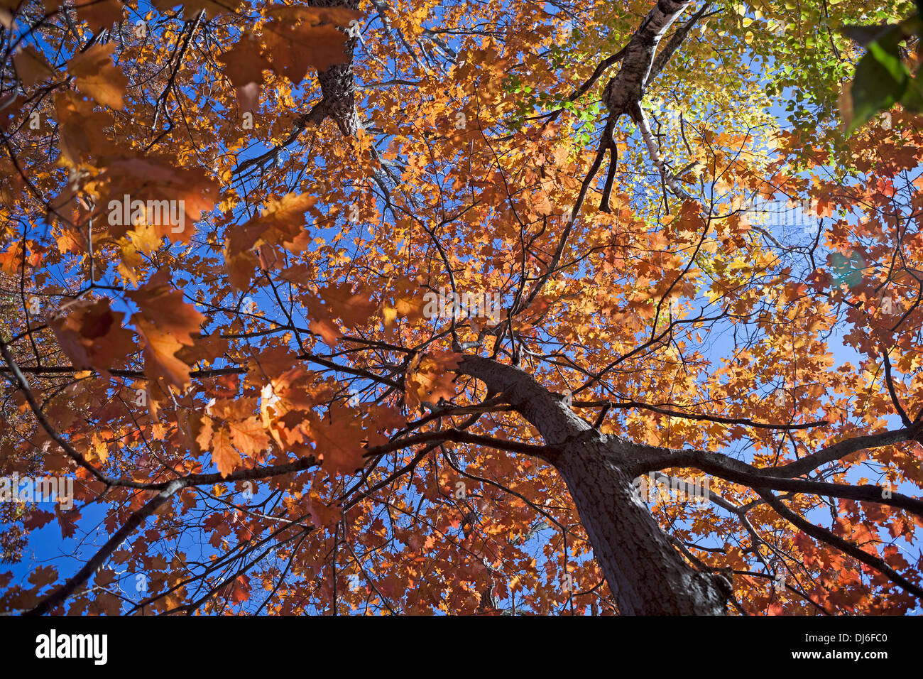 Boston fall foliage hi-res stock photography and images - Alamy